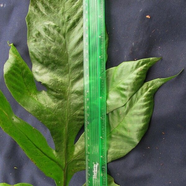 Tectaria Nicotianifolia Plant Care & How to Grow, Water