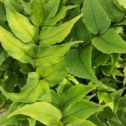 Tectaria Pedata Care Guide: Water, Soil & Propagation - Plantiary