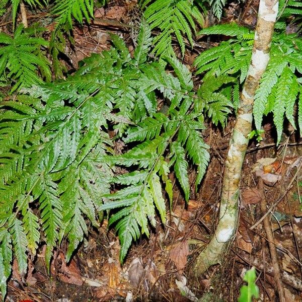 Tectaria Pseudosinuata Plant Care & How to Grow, Water