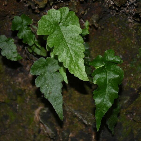 Tectaria Puberula Care Guide: Water, Soil & Propagation - Plantiary