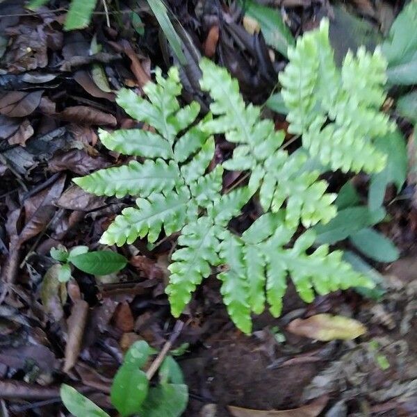 Tectaria Seemannii Care Guide: Water, Soil & Propagation - Plantiary