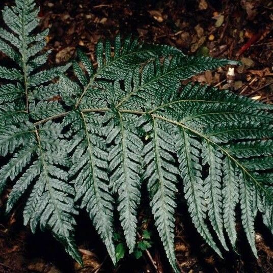 Tectaria Sinuata Care Guide: Water, Soil & Propagation - Plantiary