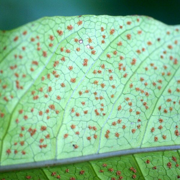 Threeleaf Halberd Fern (Tectaria Trifoliata) Plant Care & How to Grow ...
