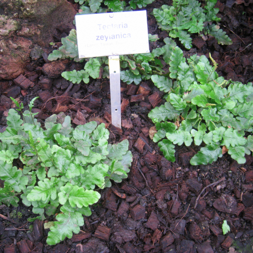 Tectaria Zeilanica Care Guide: Water, Soil & Propagation - Plantiary