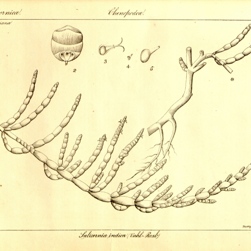 Mungily (Tecticornia Indica) Plant Care & How to Grow, Water