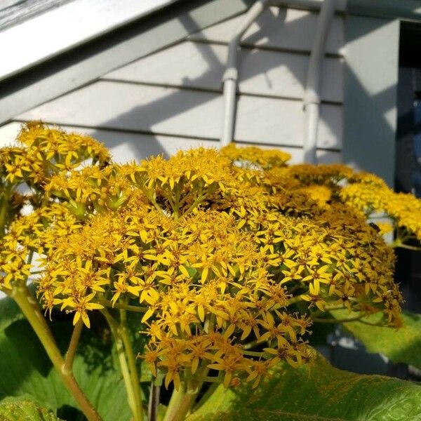 Giant Groundsel (Telanthophora Grandifolia) Plant Care & How to Grow, Water