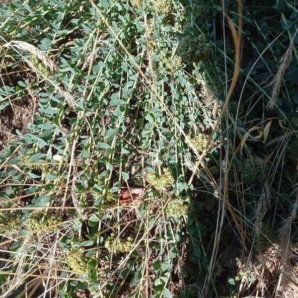 Tree Orpine (Telephium Imperati) Plant Care & How to Grow, Water