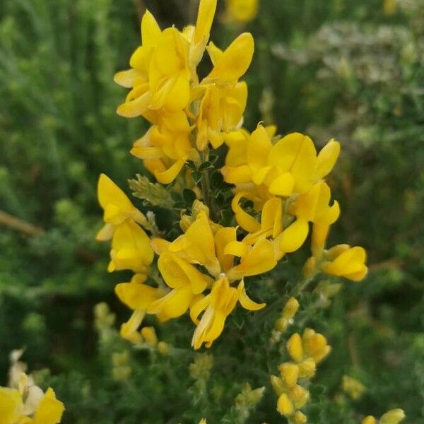 Teline Canariensis Plant Care & How to Grow, Water