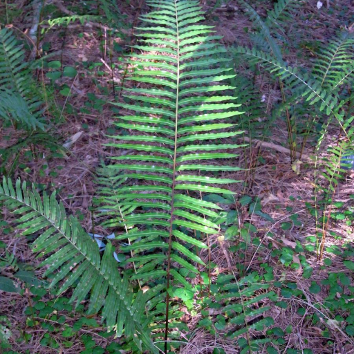 Swamp Water Fern (Telmatoblechnum Indicum) Care Guide: Water, Soil ...