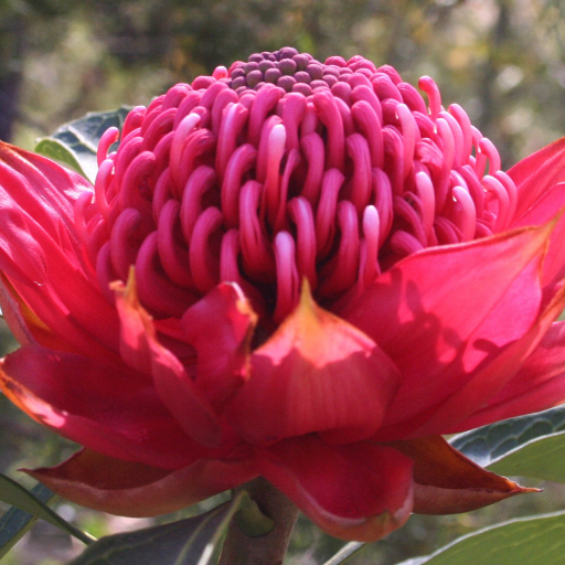 New South Wales Waratah (Telopea Speciosissima) Plant Care & How to ...