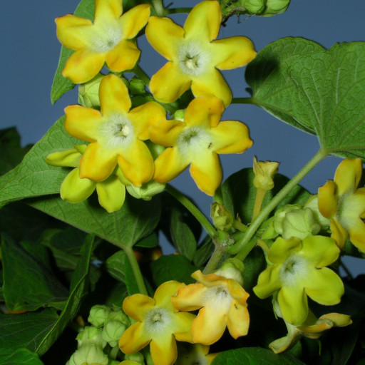 Chinese-Violet (Telosma Cordata) Care Guide: Water, Soil & Propagation ...