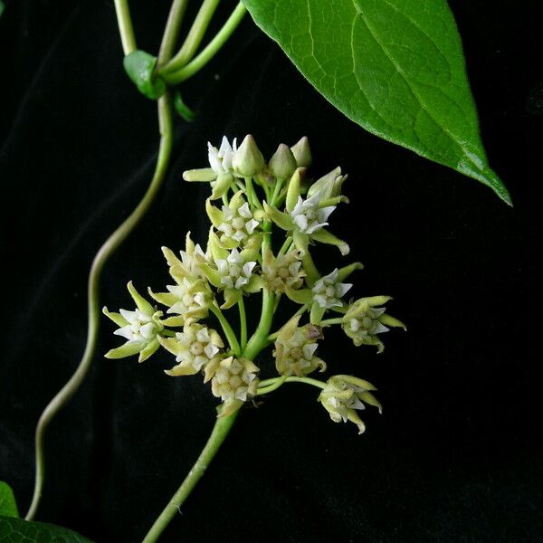 Telosma Pallida Care Guide: Water, Soil & Propagation - Plantiary