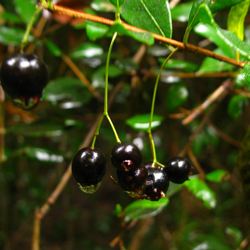 Temu Cruckshanksii Care Guide: Water, Soil & Propagation - Plantiary