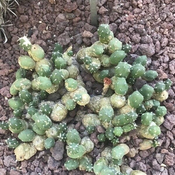 Tephrocactus Chichensis Care Guide: Water, Soil & Propagation - Plantiary