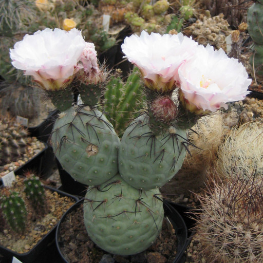 Tephrocactus Geometricus Plant Care & How to Grow, Water
