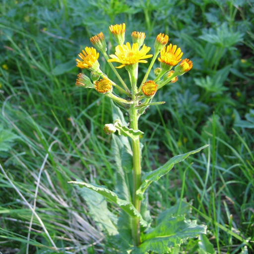 Marsh Fleawort (Tephroseris Palustris) Plant Care & How to Grow, Water