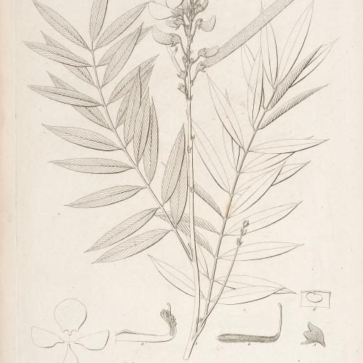 White Hoarypea (Tephrosia Candida) Plant Care & How to Grow, Water