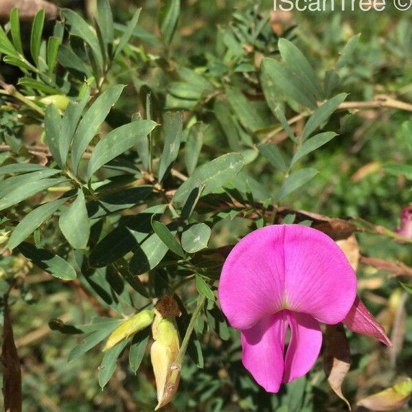 Ocotillo (Fouquieria Splendens) Plant Care & How to Grow, Water