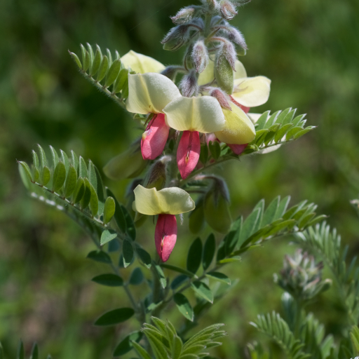 Goat's Rue (Tephrosia Virginiana) Care Guide: Water, Soil & Propagation ...