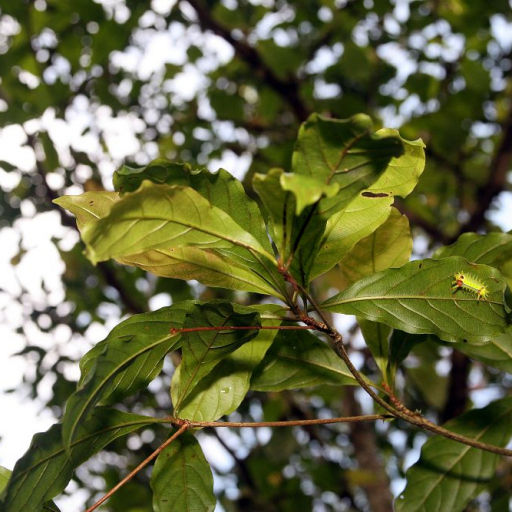 Amazonian Almond (Terminalia Amazonia) Plant Care & How to Grow, Water