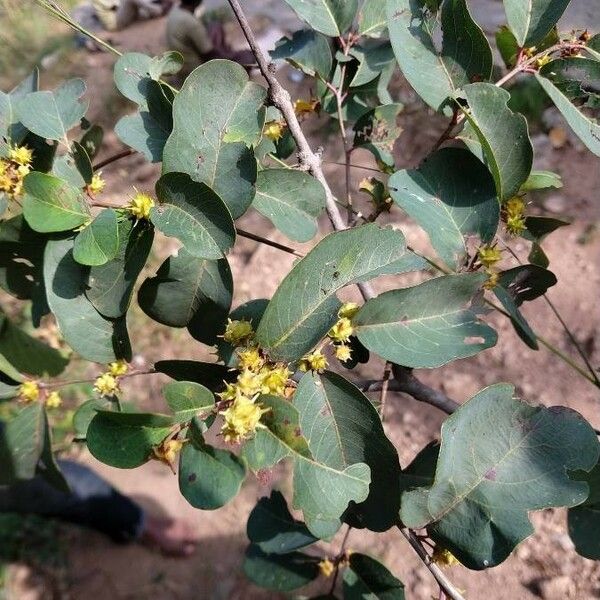 Terminalia Anogeissiana Plant Care & How to Grow, Water