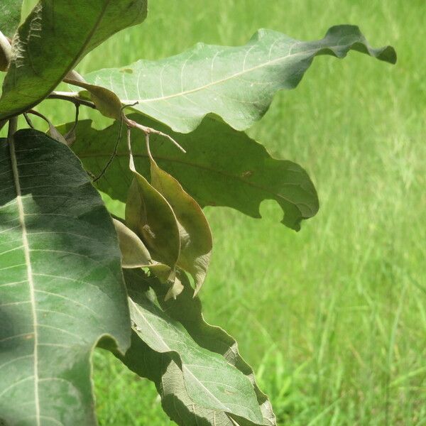 Terminalia Avicennioides Plant Care & How to Grow, Water