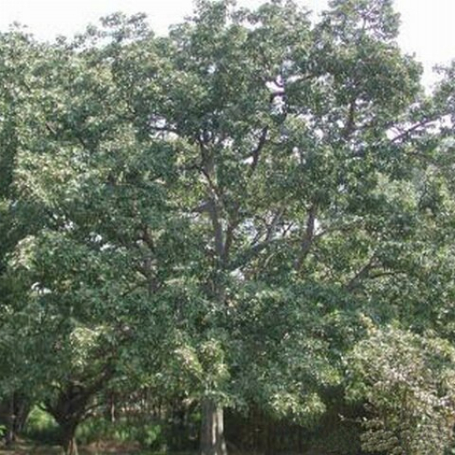 Beleric Myrobalan (Terminalia Bellirica) Plant Care & How to Grow, Water