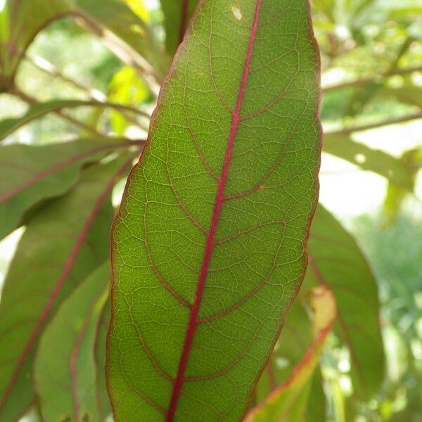 False Benzoin (Terminalia Bentzoë) Care Guide: Water, Soil ...