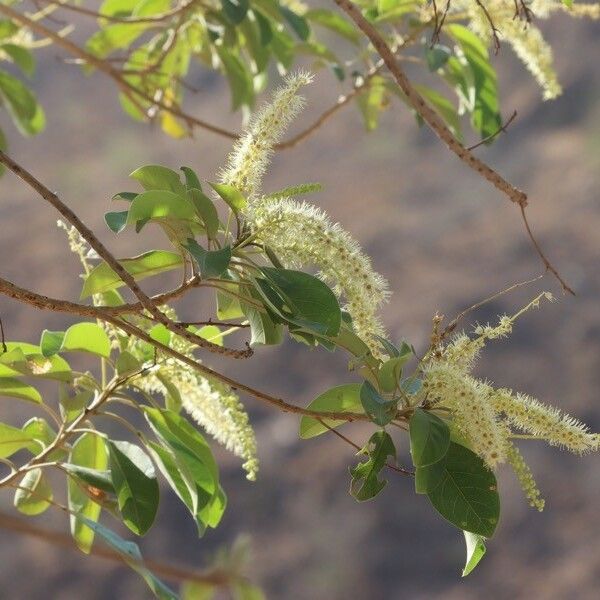 Terminalia Brownii Plant Care & How to Grow, Water