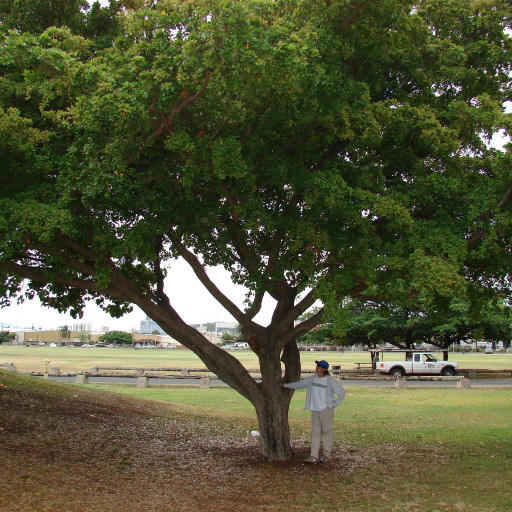 Black-Olive (Terminalia Buceras) Plant Care & How to Grow, Water