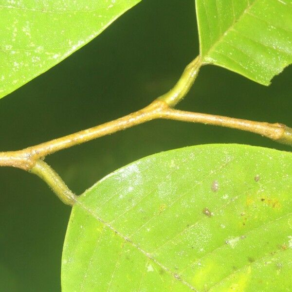 Terminalia Bucidoides Plant Care & How to Grow, Water