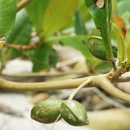 Indian Almond (Terminalia Catappa) Plant Care & How to Grow, Water