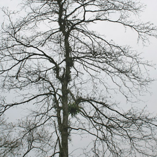 Black-Myrobalan (Terminalia Chebula) Plant Care & How to Grow, Water