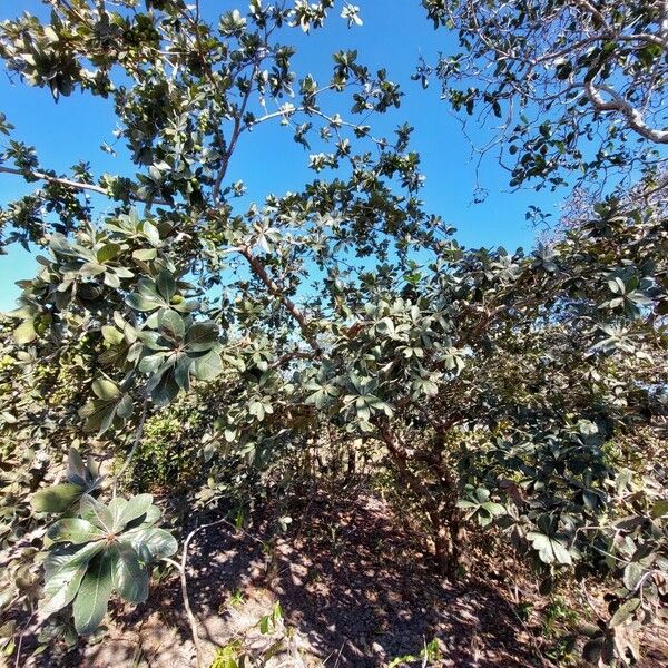 Terminalia Corrugata Plant Care & How to Grow, Water