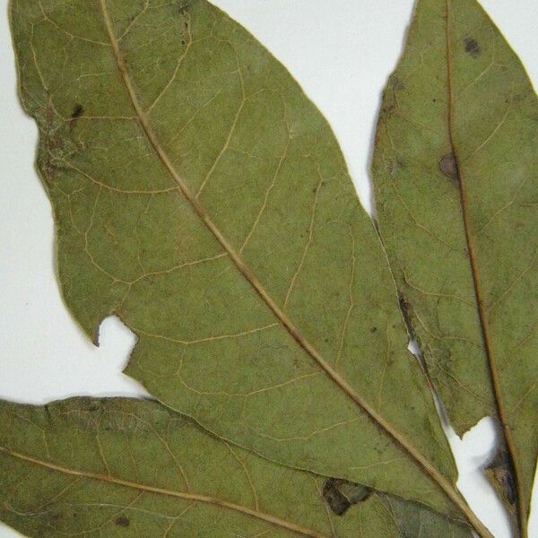 Terminalia Guyanensis Plant Care & How to Grow, Water