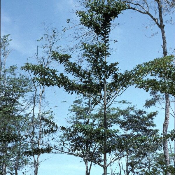 Ivory Coast Almond (Terminalia Ivorensis) Plant Care & How to Grow, Water