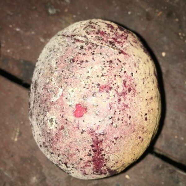 Okari-Nut (Terminalia Kaernbachii) Plant Care & How to Grow, Water