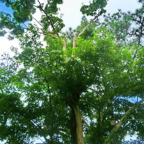 Terminalia Kuhlmannii Plant Care & How to Grow, Water