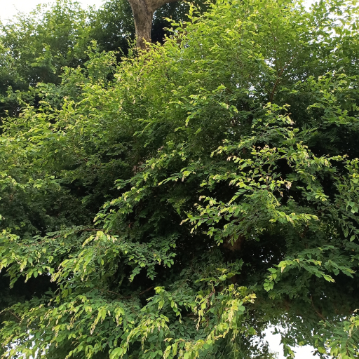African Birch (Terminalia Leiocarpa) Care Guide: Water, Soil ...