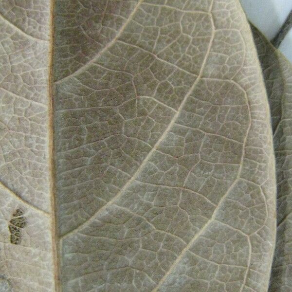 Terminalia Lucida Plant Care & How to Grow, Water