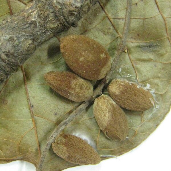 Terminalia Macrophylla Plant Care & How to Grow, Water