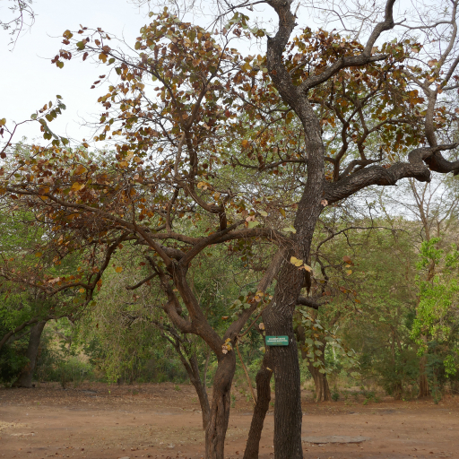 Rebreb Terminalia (Terminalia Macroptera) Plant Care & How to Grow, Water