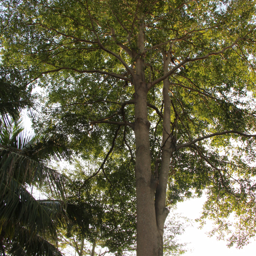 Satellite Tree. (Terminalia Mantaly) Plant Care & How to Grow, Water