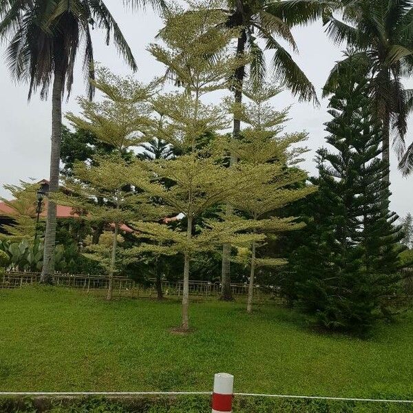 Spiny Black-Olive (Terminalia Molinetii) Plant Care & How to Grow, Water