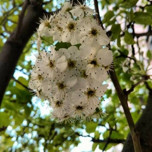 Lebombo Clusterleaf (Terminalia Phanerophlebia) Plant Care & How to ...