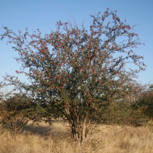 Lowveld Cluster-Leaf (Terminalia Prunioides) Plant Care & How to Grow ...