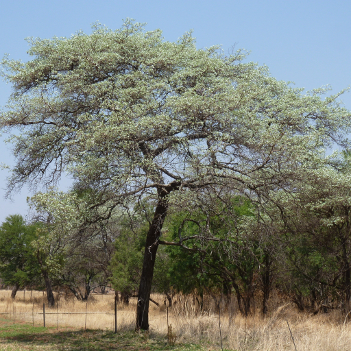 Clusterleaf (Terminalia Sericea) Plant Care & How to Grow, Water