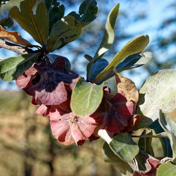 Terminalia Seyrigii Plant Care & How to Grow, Water