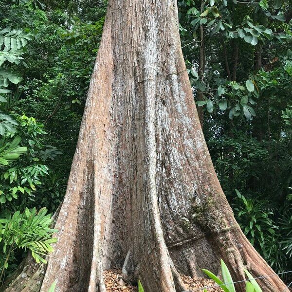 Malayan Terminalia (Terminalia Subspathulata) Plant Care & How to Grow ...