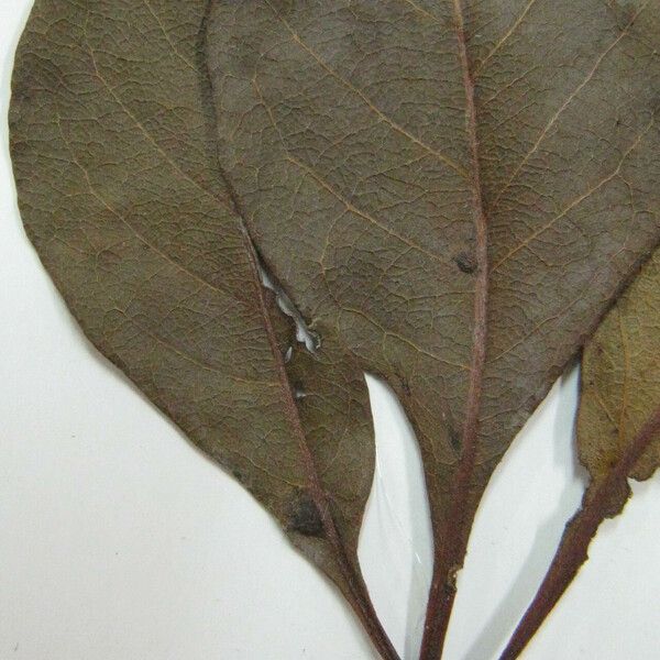 Terminalia Viridiflora Plant Care & How to Grow, Water